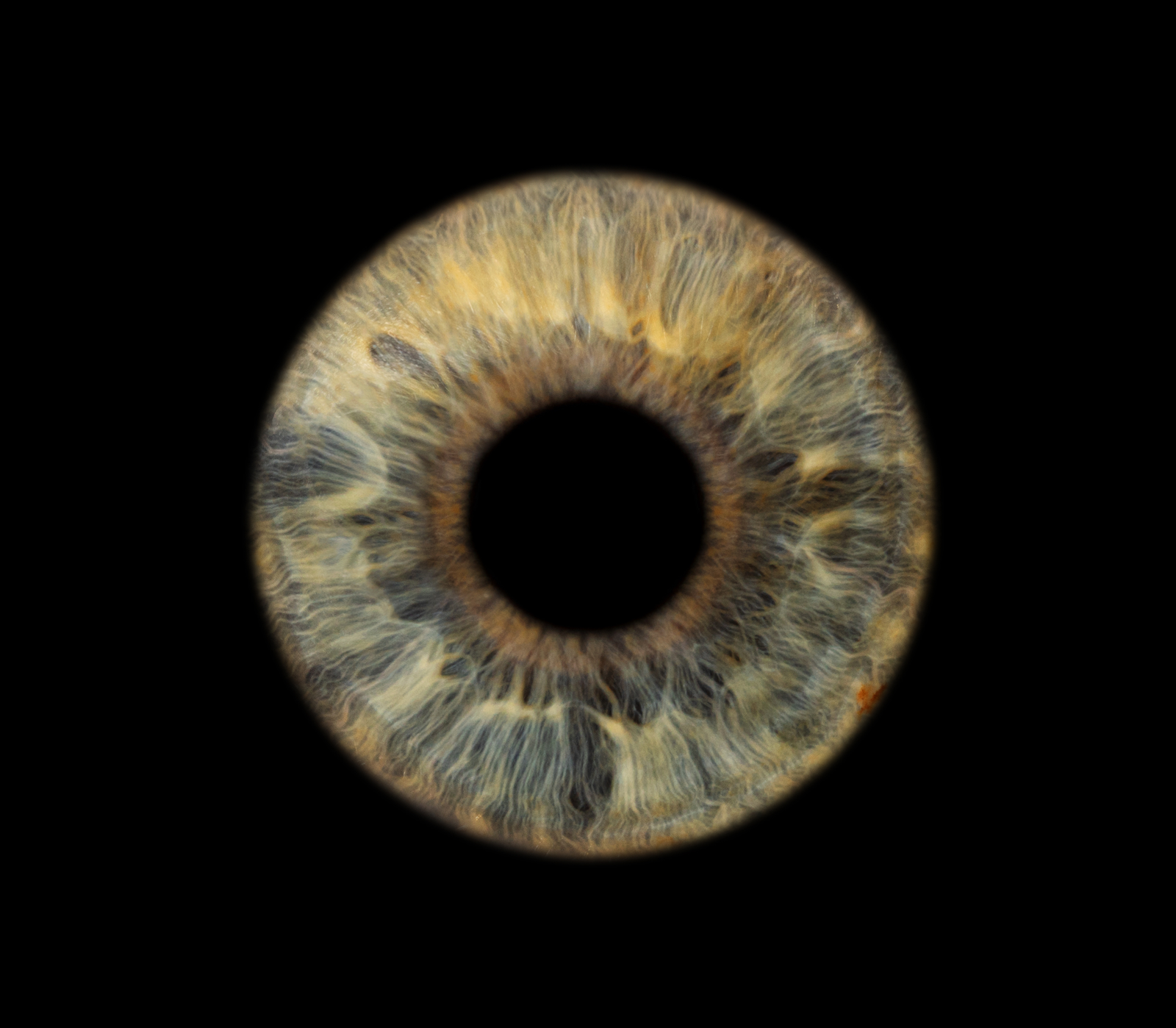 EyeArt | Akių fotografija Vilniuje